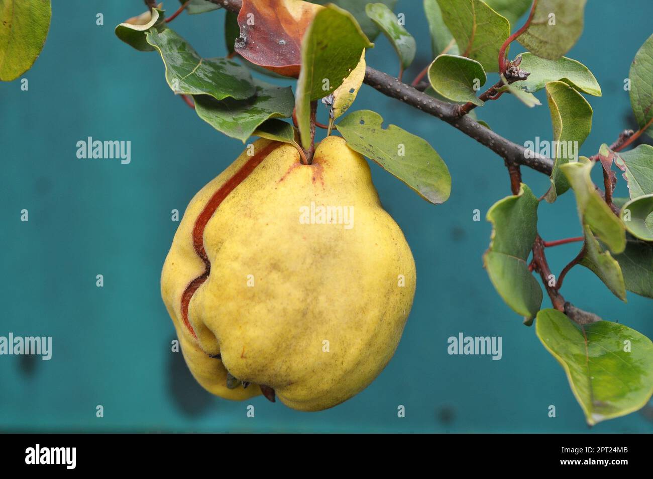 Quince fruits ripen on the branch of the bush Stock Photo - Alamy