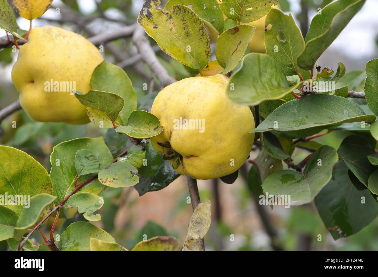 Quince fruits ripen on the branch of the bush Stock Photo - Alamy