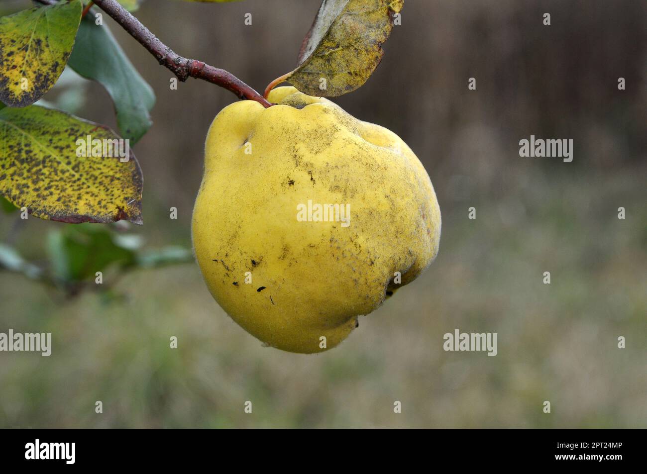 Quince fruits ripen on the branch of the bush Stock Photo - Alamy