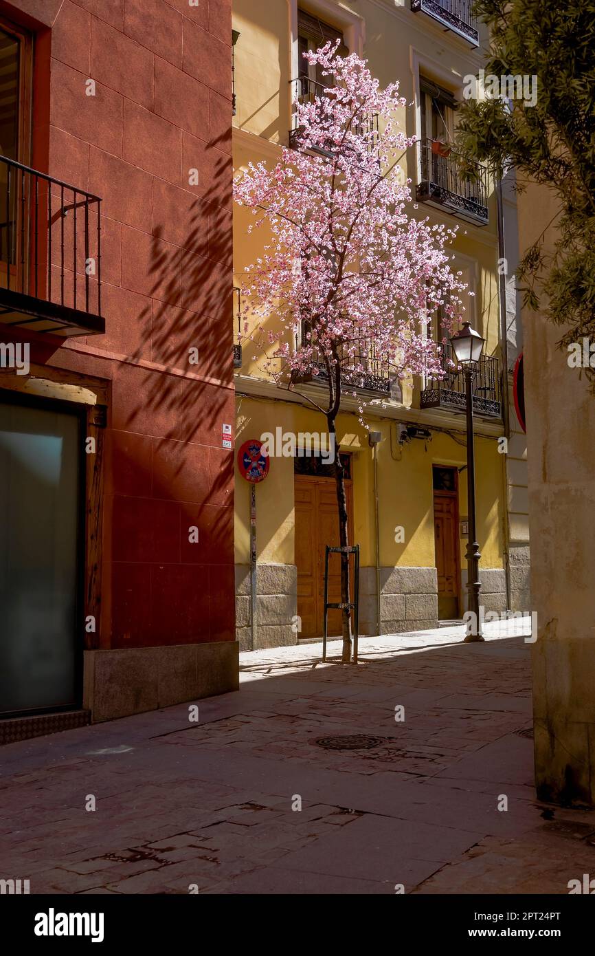 A blooming tree with white flowers in the city centre of Madrid, Spain ...