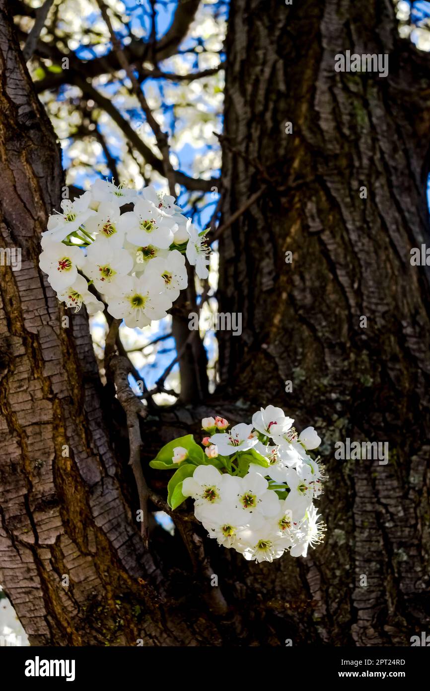 Two bunches of white Callery Pear tree buds in early spring with new ...
