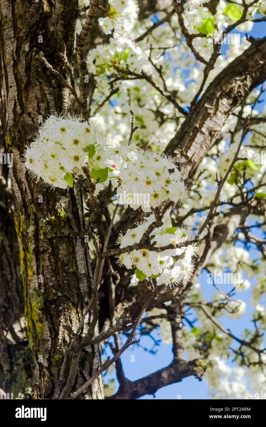 A cluster of bunches of white Callery Pear tree buds in early spring ...