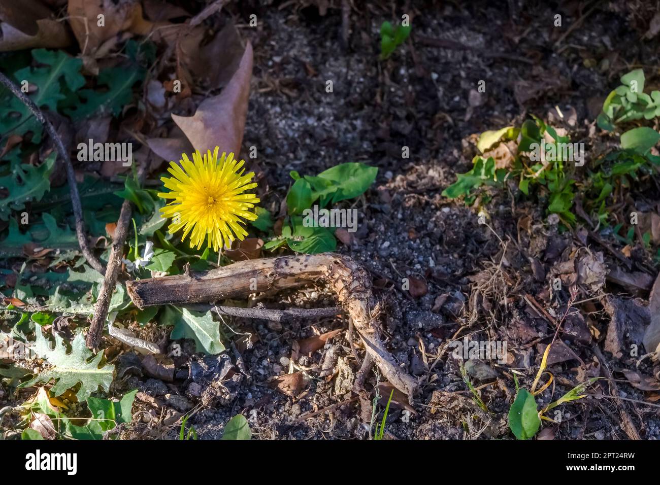 A new yellow dandelion flower growing close to the ground surrounded by ...