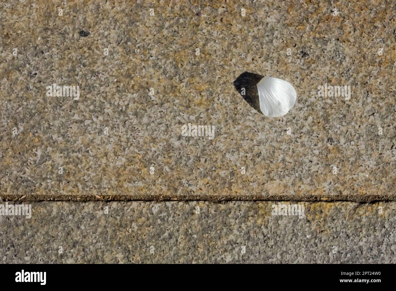 A single white flower petal on grey harsh paving Stock Photo - Alamy
