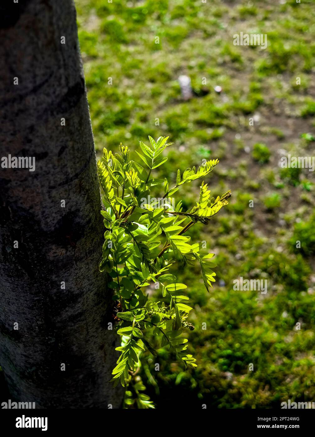 A view of new green leaves growing from the side of a tree trunk Stock ...