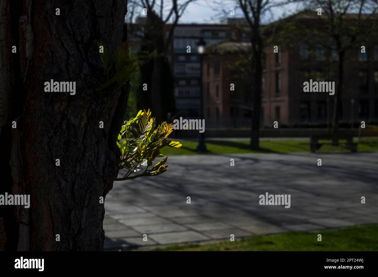 A view of new green leaves growing from the side of a tree trunk Stock ...
