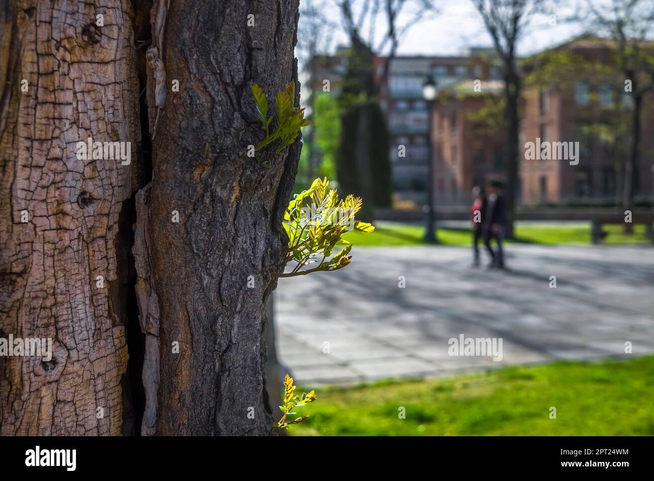 A view of new green leaves growing from the side of a tree trunk Stock ...