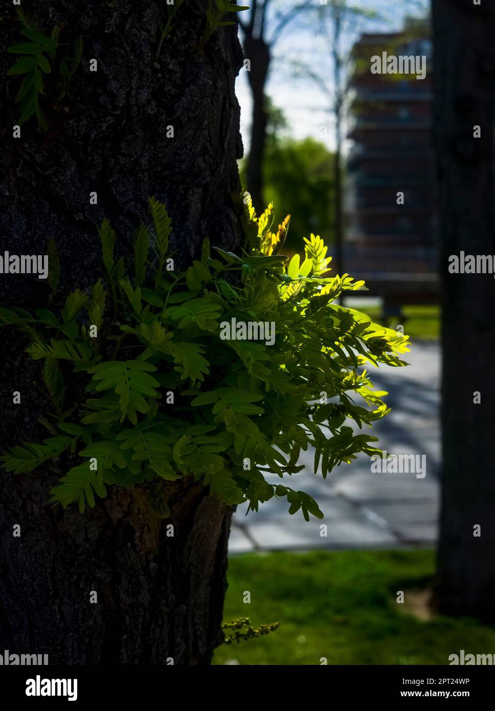 A view of new green leaves growing from the side of a tree trunk Stock ...