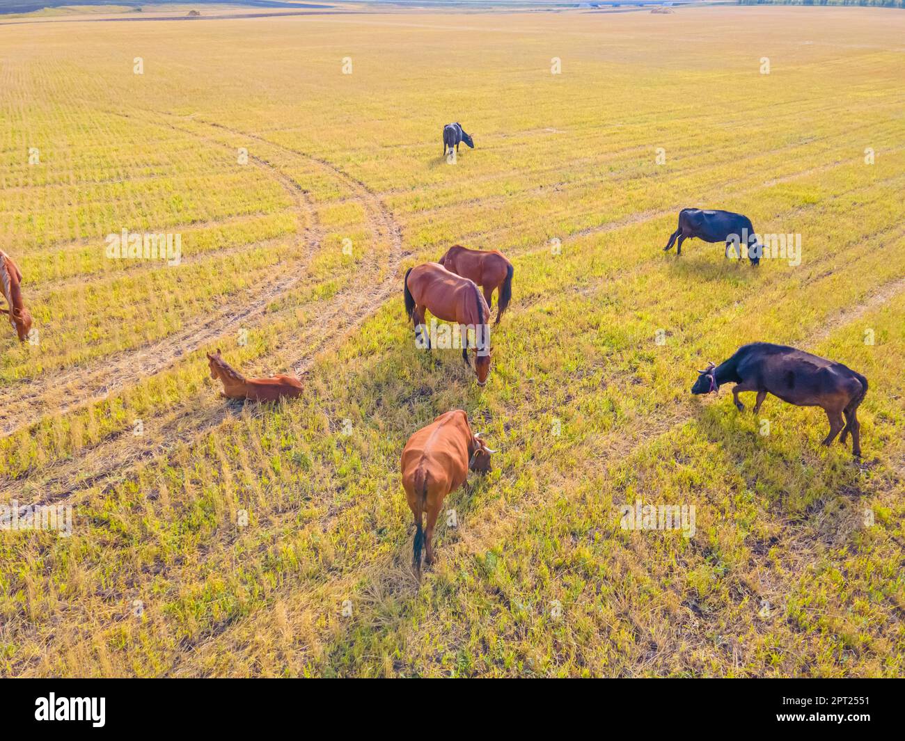 Western highlands texas hi-res stock photography and images - Alamy