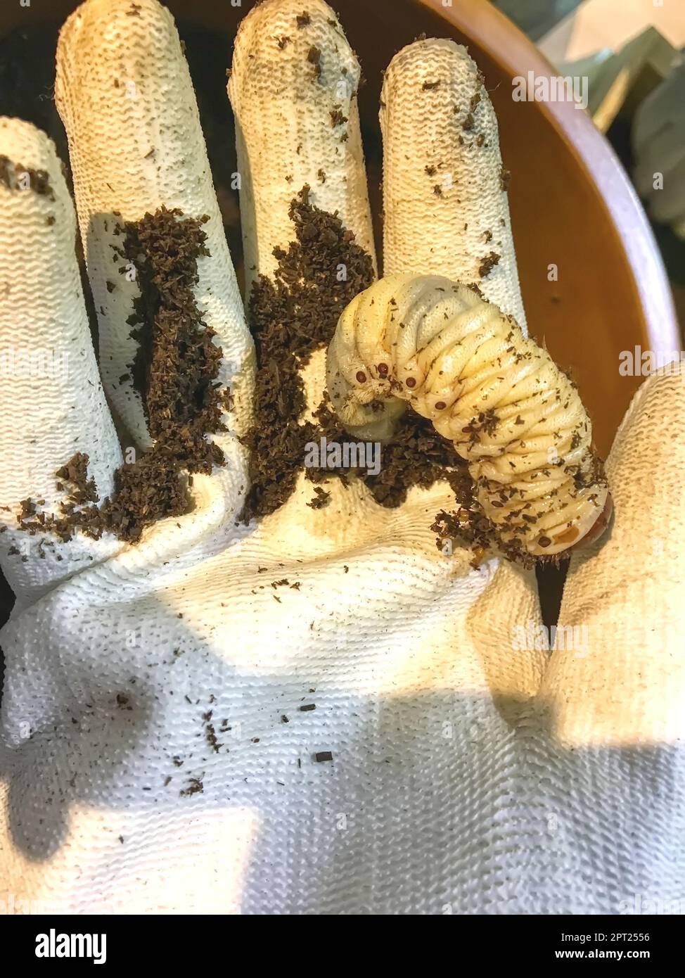 Dark chrysalis hi-res stock photography and images - Alamy