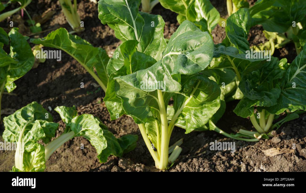 Image of Silverbeet field. Silverbeet or Swiss chard growing in ...