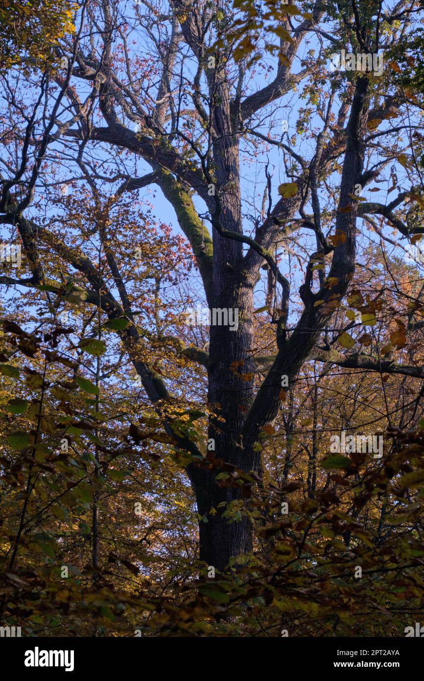 Old oak tree crown backlite in fall upwards, Bialowieza Forest, Poland ...