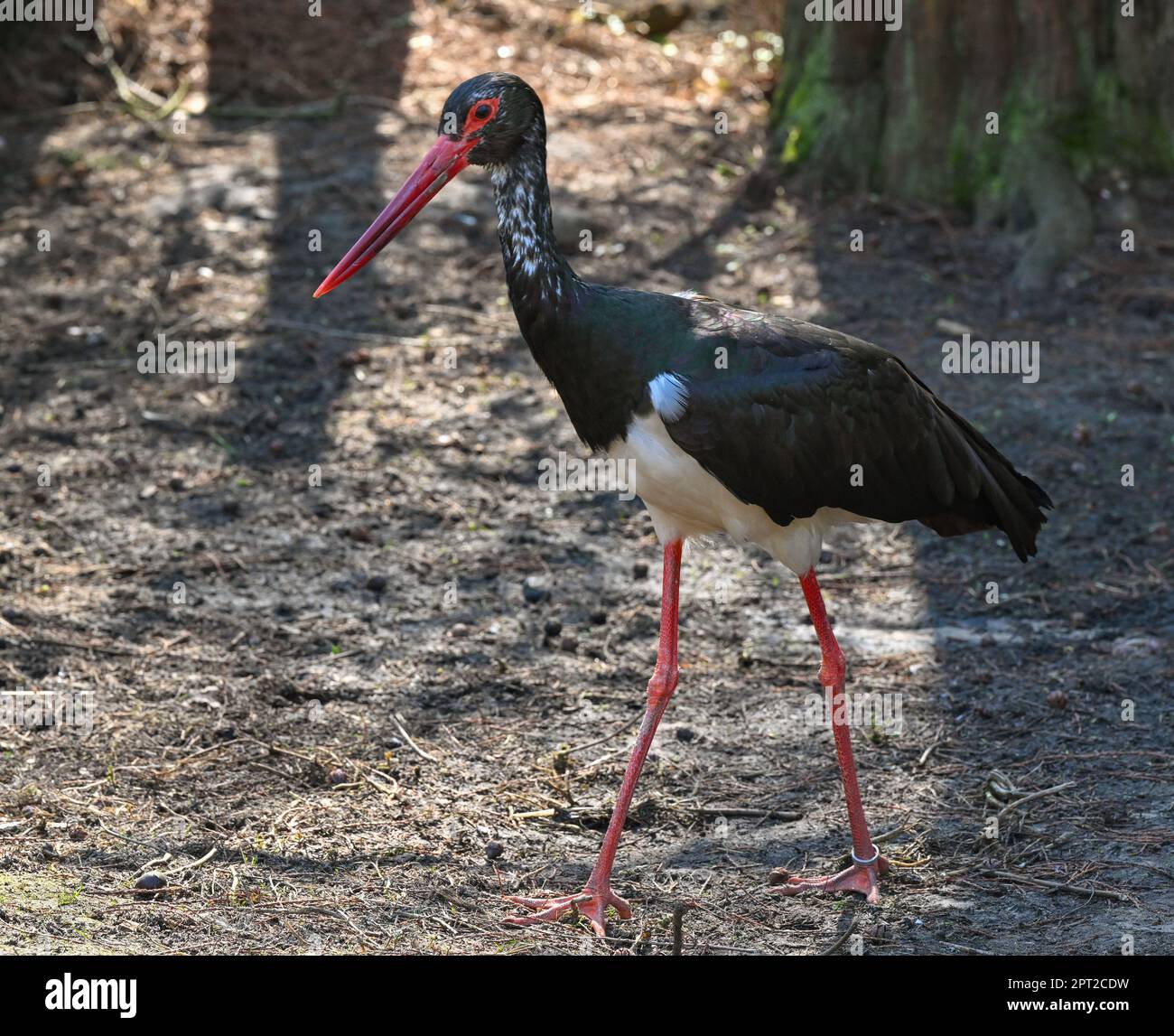 Reddern, Germany. 21st Apr, 2023. A black stork (Ciconia nigra) stands ...
