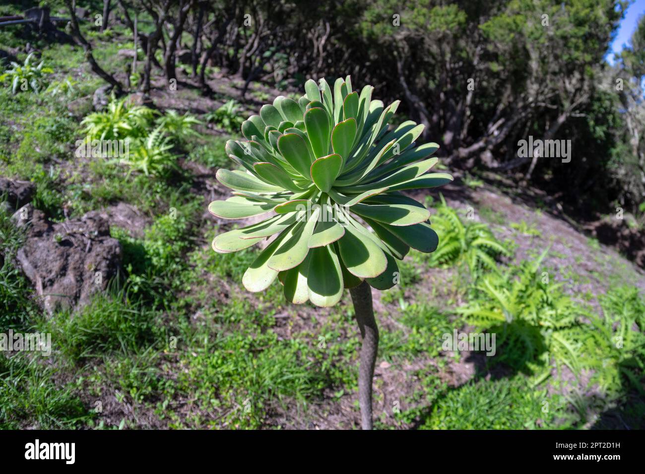 The succulent plant (Aeonium ciliatum). Close-up. Tenerife. Canary ...