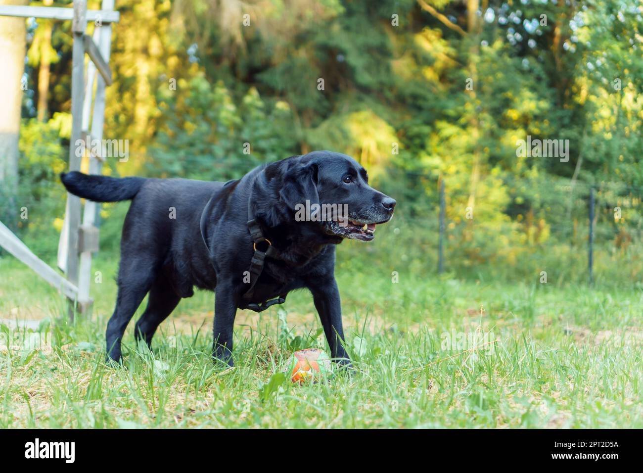 Black dog Labrador Retriever stand with his tongue out on green grass ...