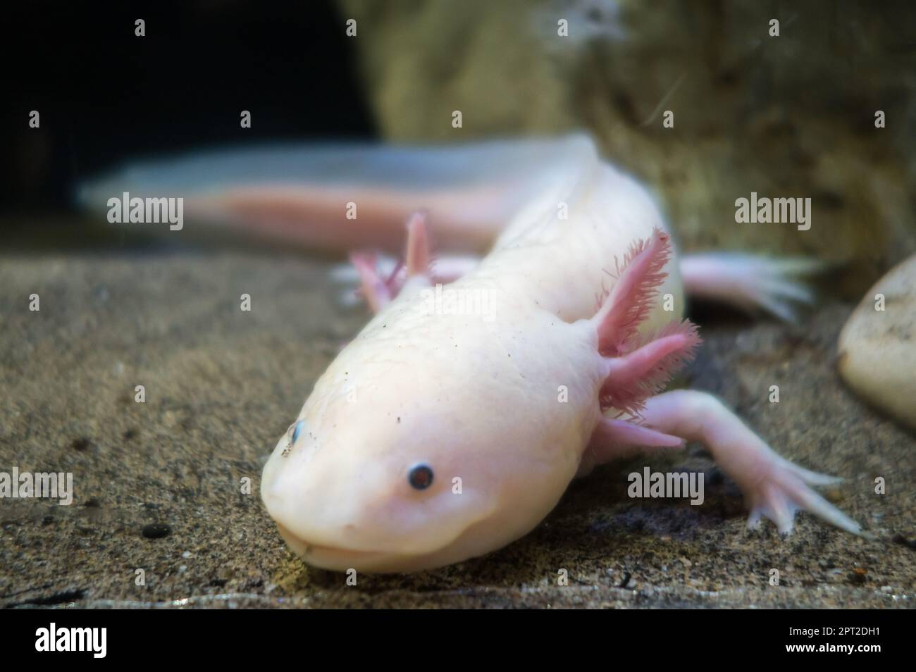 Axolotl larva hi-res stock photography and images - Alamy