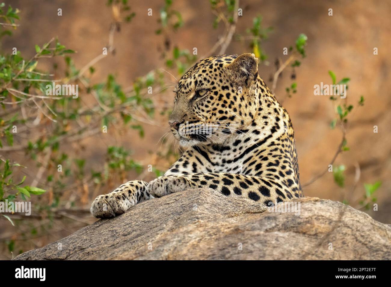 Leopard lies on rock with bush behind Stock Photo - Alamy