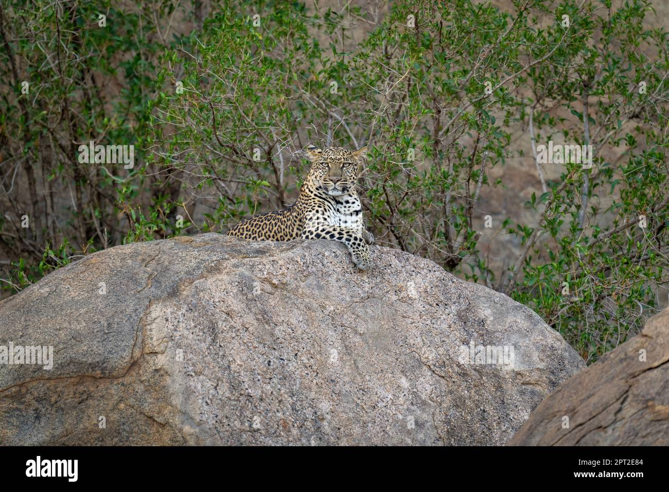Leopard behind leaves hi-res stock photography and images - Alamy
