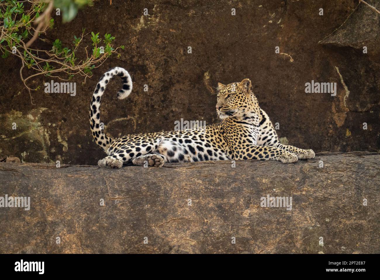Leopard lies on rocky ledge curling tail Stock Photo - Alamy
