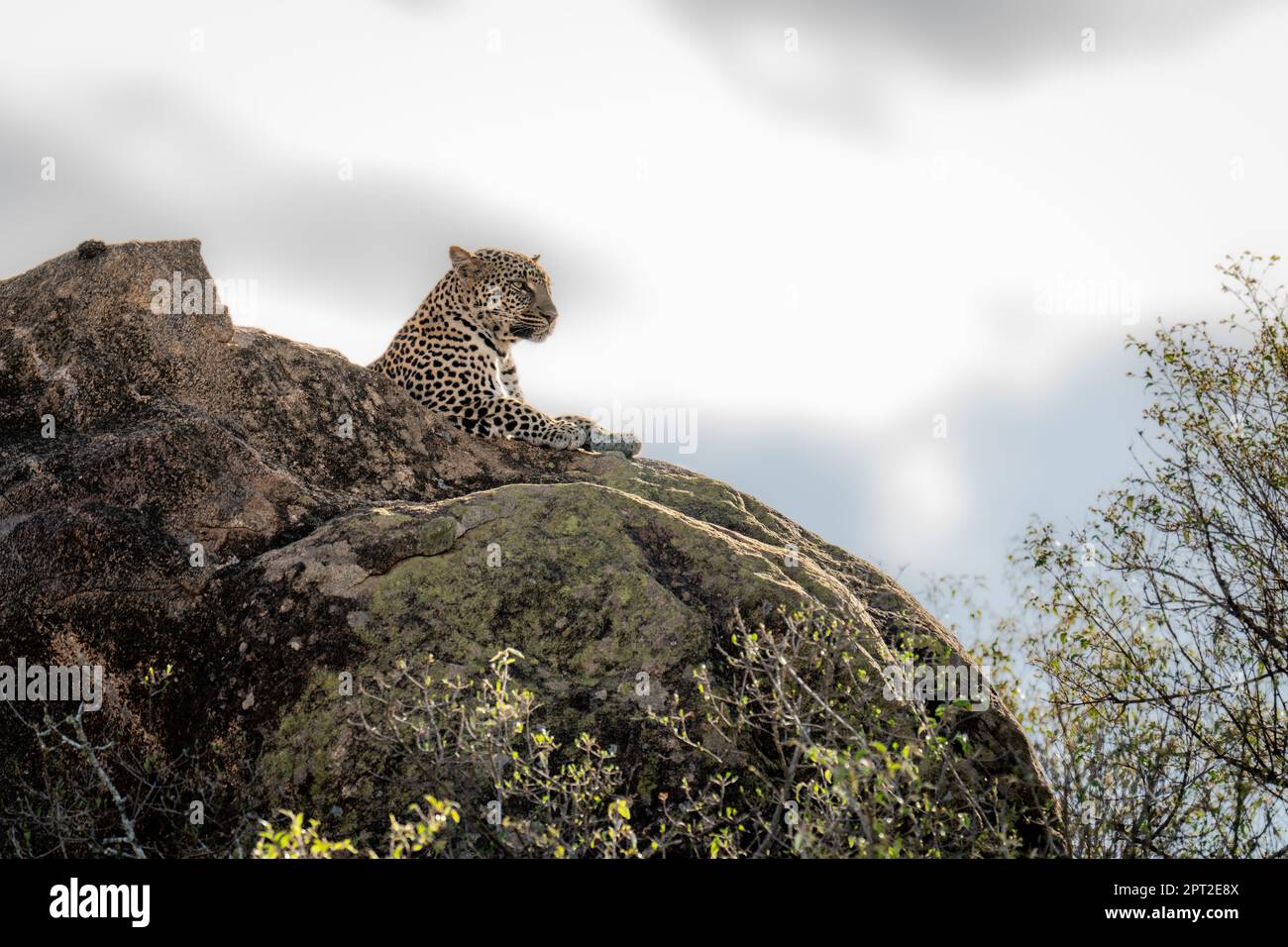 Leopard lies on rocky outcrop above trees Stock Photo - Alamy
