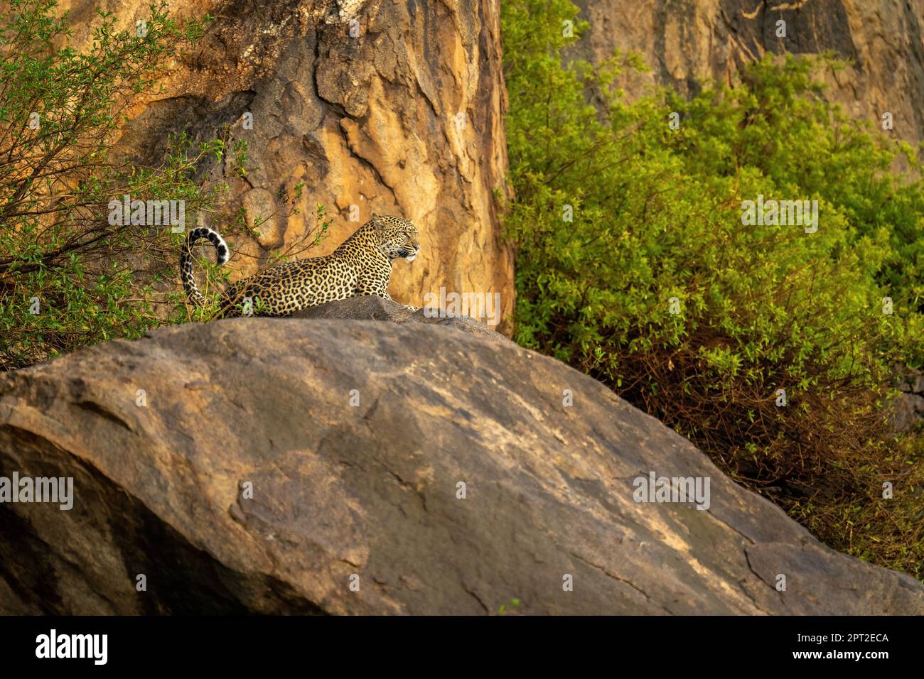 Leopard lies on rocky outcrop curling tail Stock Photo - Alamy