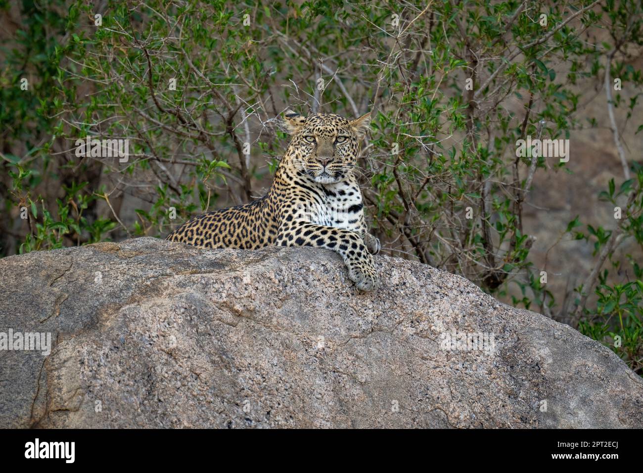 Leopard facing camera hi-res stock photography and images - Alamy