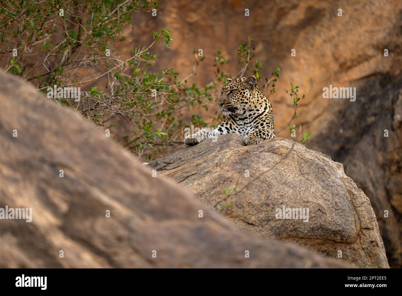 Leopard lying on rock hi-res stock photography and images - Alamy