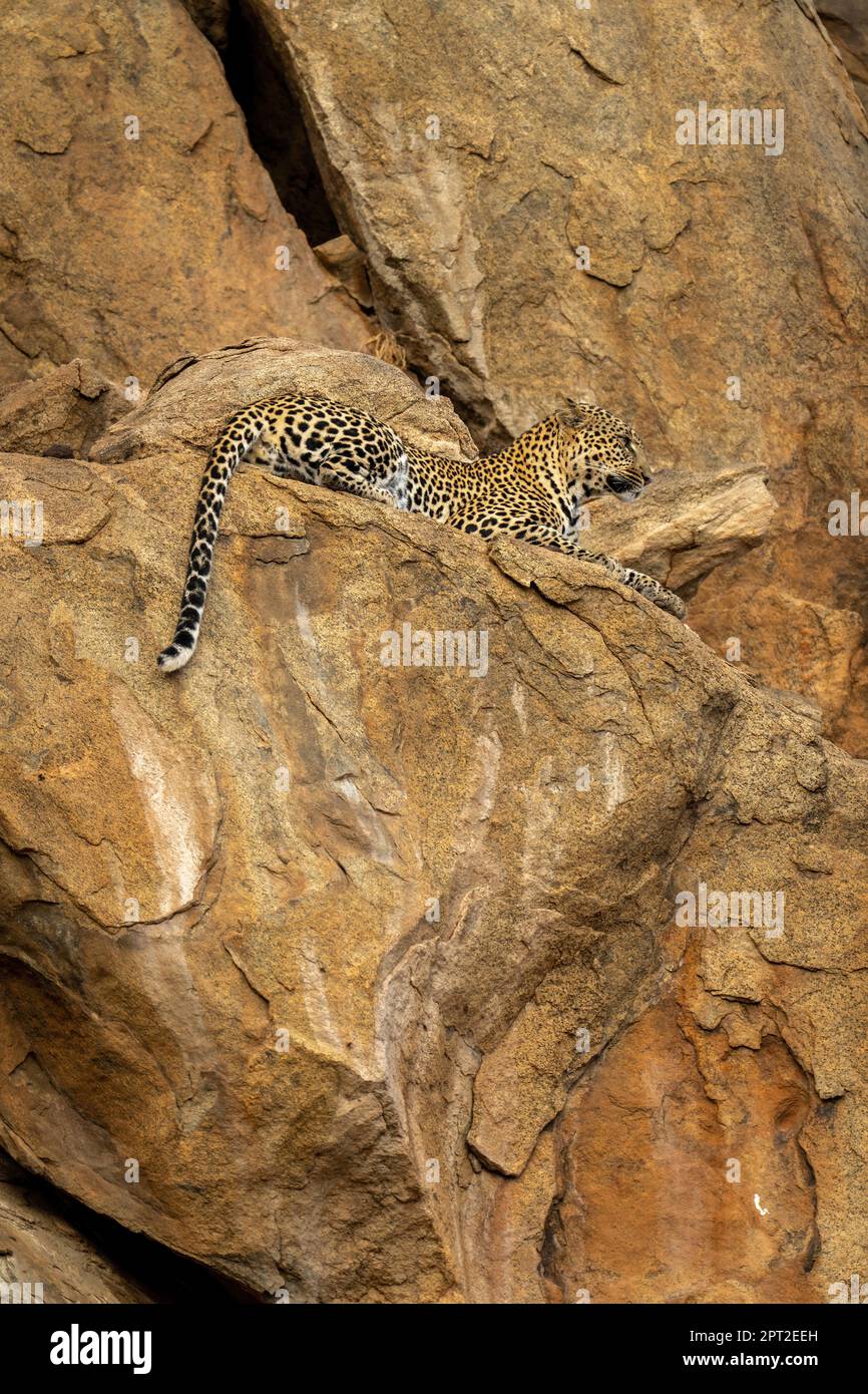 Leopard lying on rocky ledge gazing ahead Stock Photo - Alamy