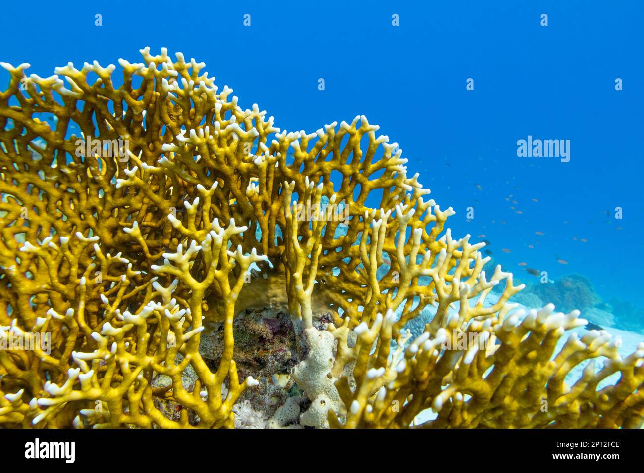 Colorful coral reef at the bottom of tropical sea, yellow fire coral ...