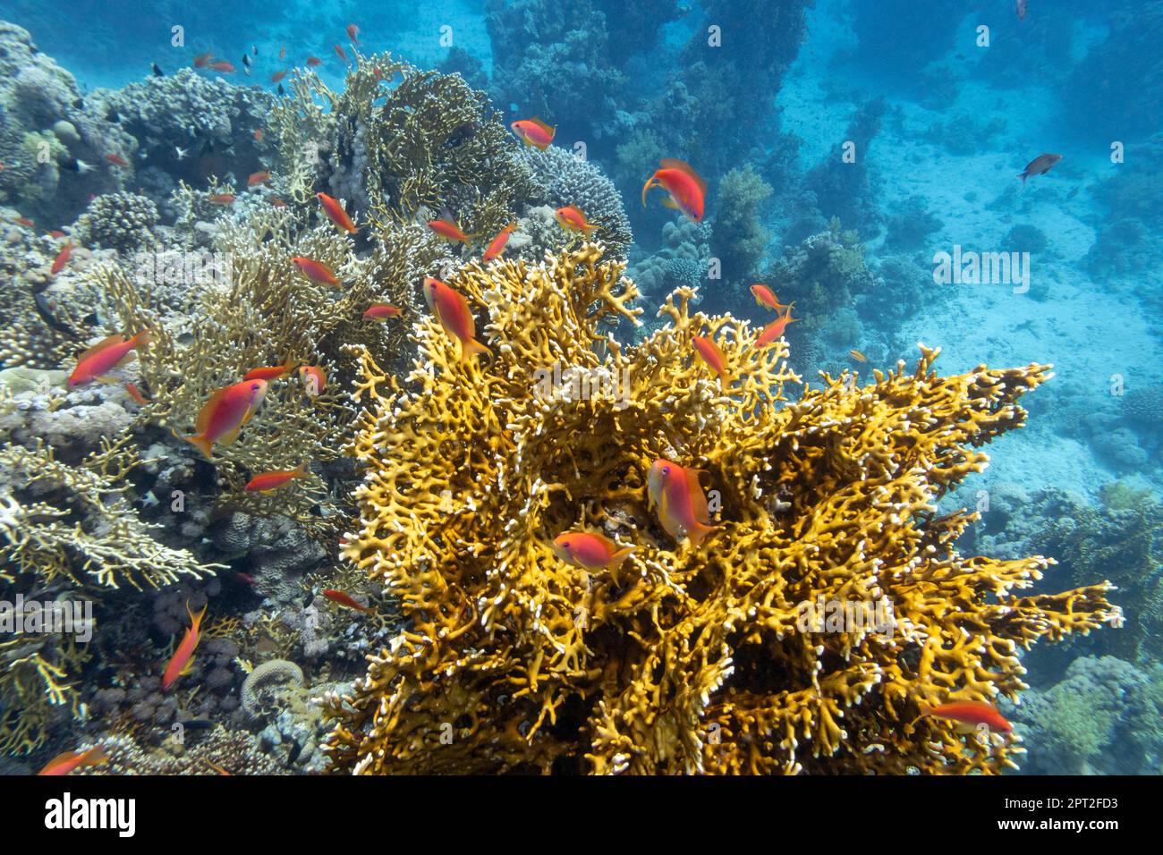Colorful, picturesque coral reef at the bottom of tropical sea, great ...
