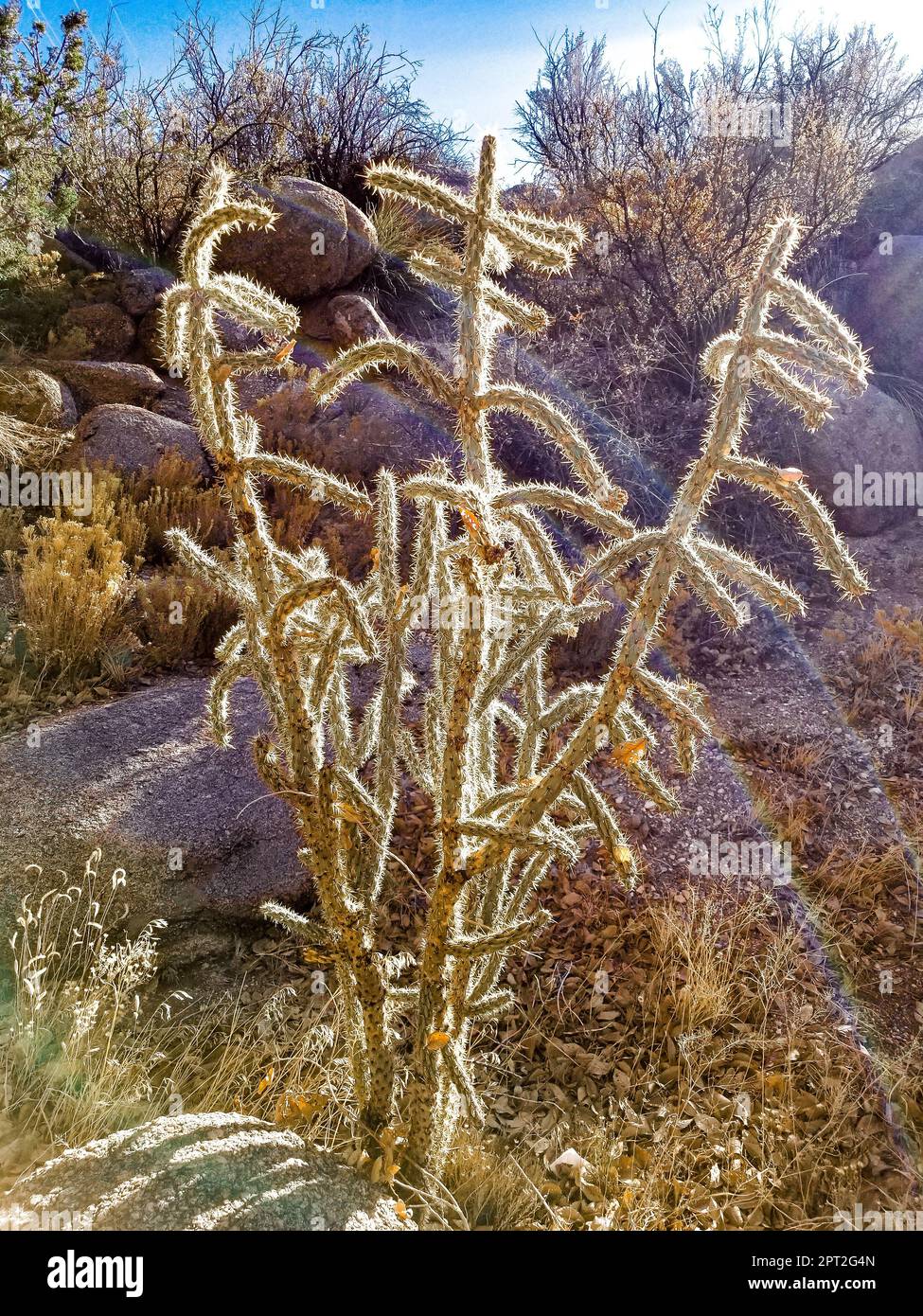 Backlit Tree Cholla Cactus in Sandia Mountains of Albuquerque, New ...