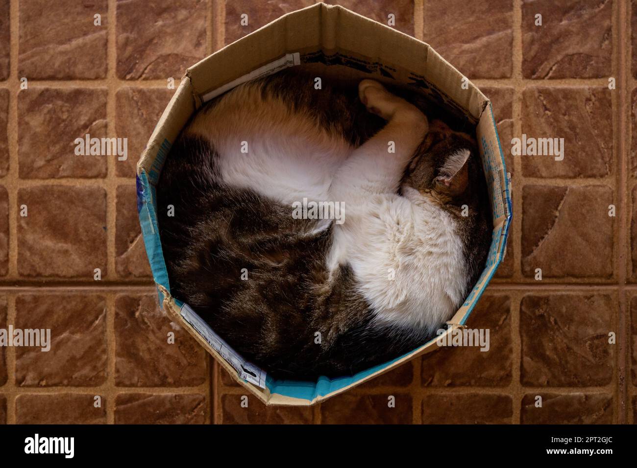 Goiania, Goias, Brazil – April 27, 2023: A tabby cat, curled up inside ...