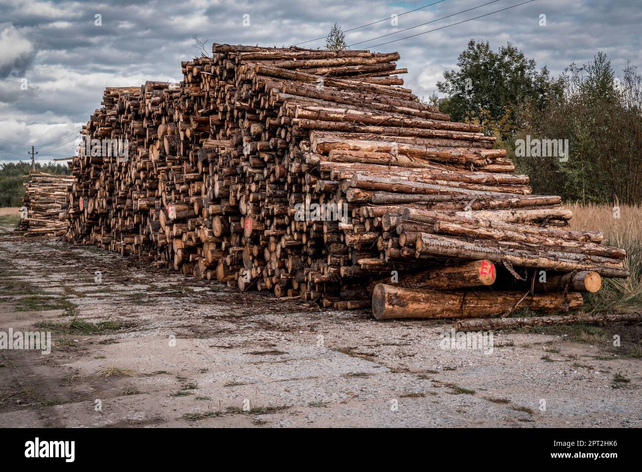 Big pile of large cut down logs stacked at the transportation site ...