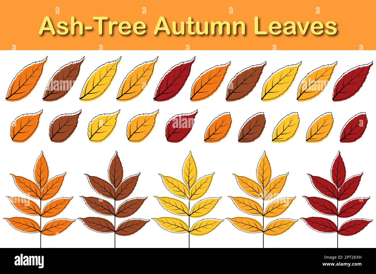 Ash-Tree Leaf Set Stock Vector Image & Art - Alamy