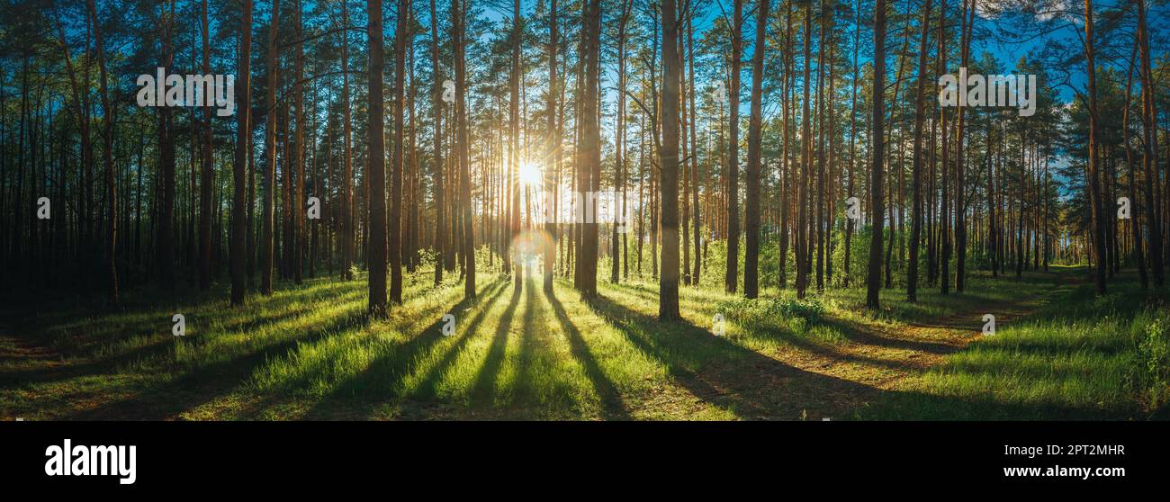 Beautiful Sunset Sunrise Sun Sunshine In Sunny Summer Coniferous Forest ...