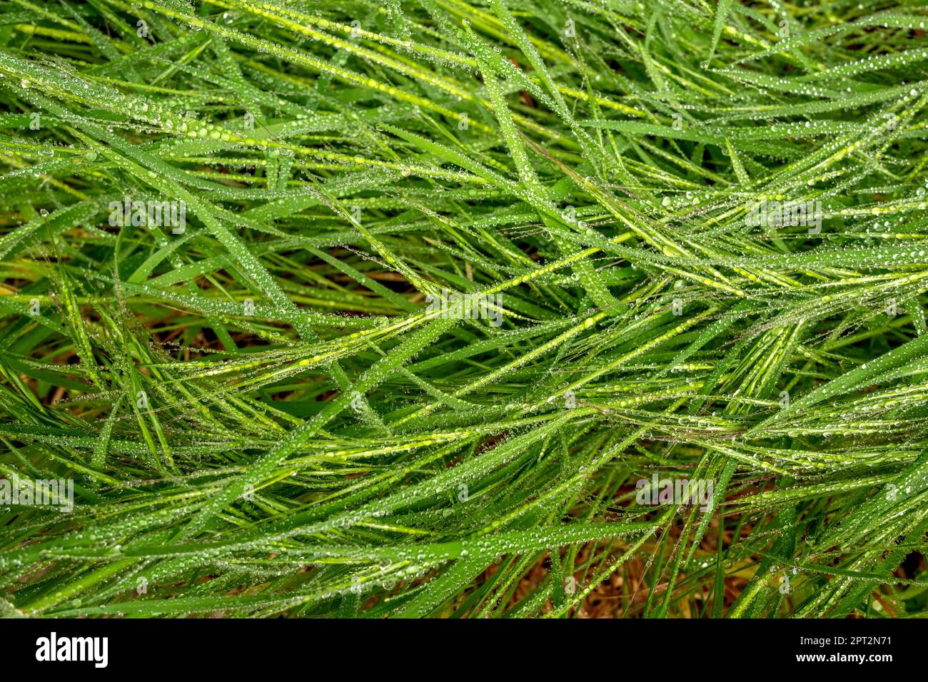 Heavy dew on grass hi-res stock photography and images - Alamy
