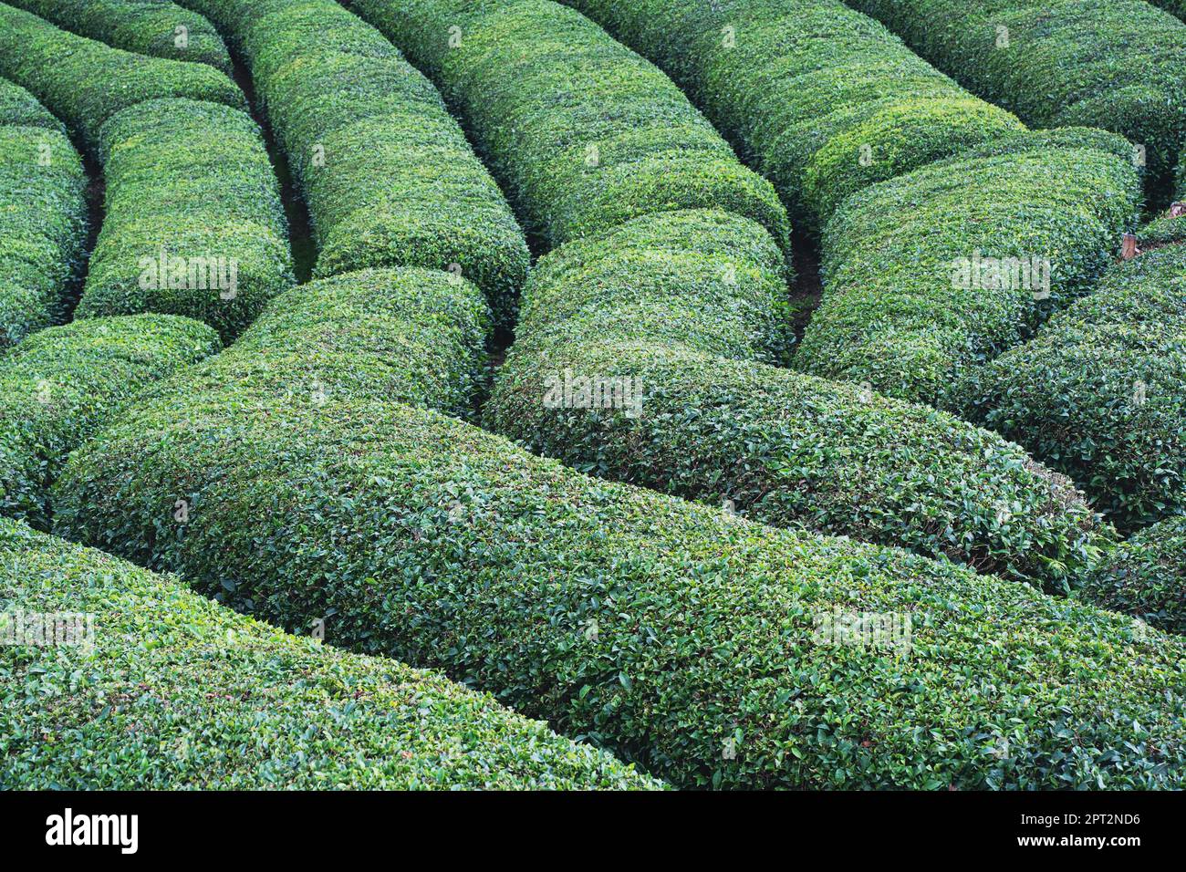 perspective view of rows of green Turkish black tea plantations ready ...