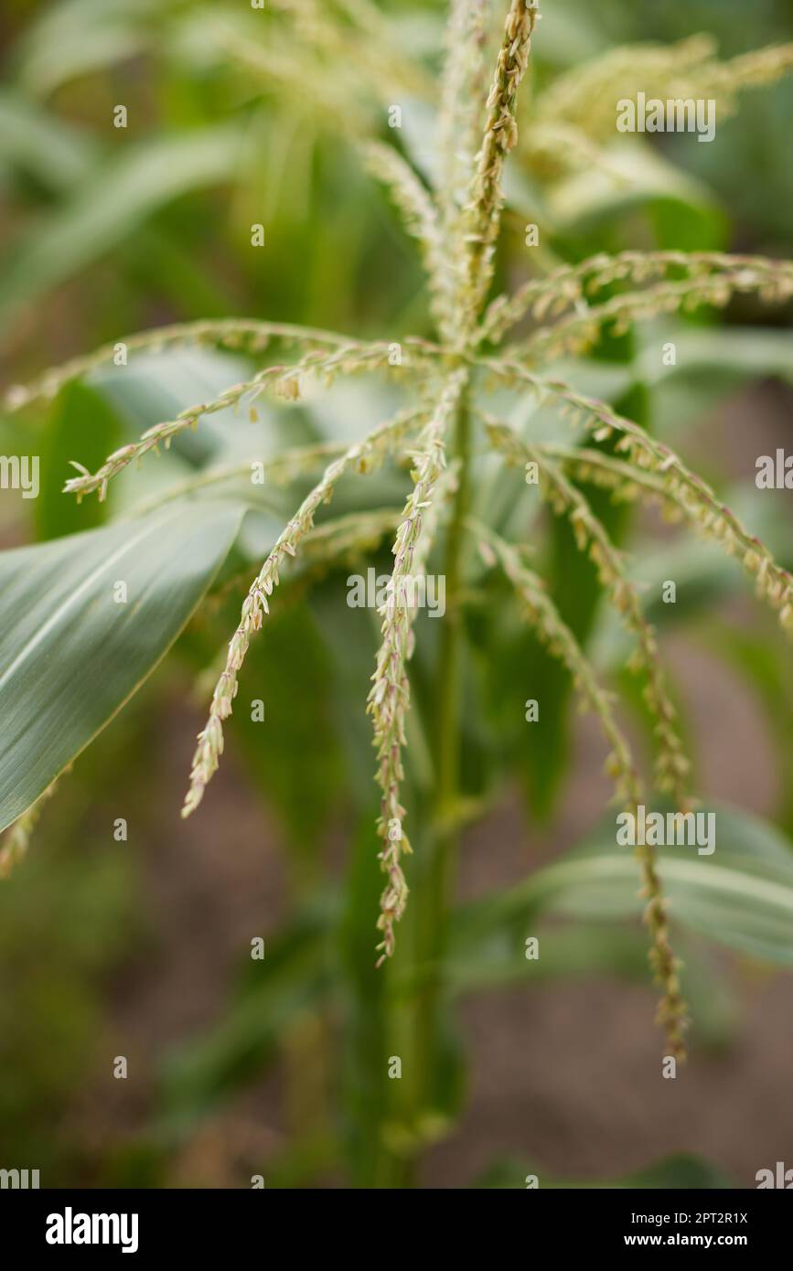 fresh green corn plant in the farm on the sunny day Stock Photo - Alamy