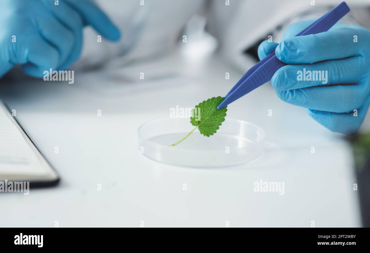 Theres a lot of science behind this little leaf. an unrecognizable ...