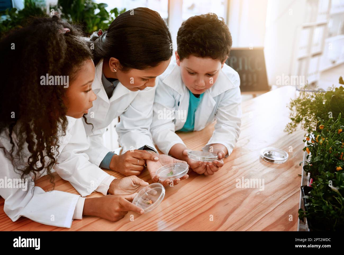 African plants science hi-res stock photography and images - Alamy