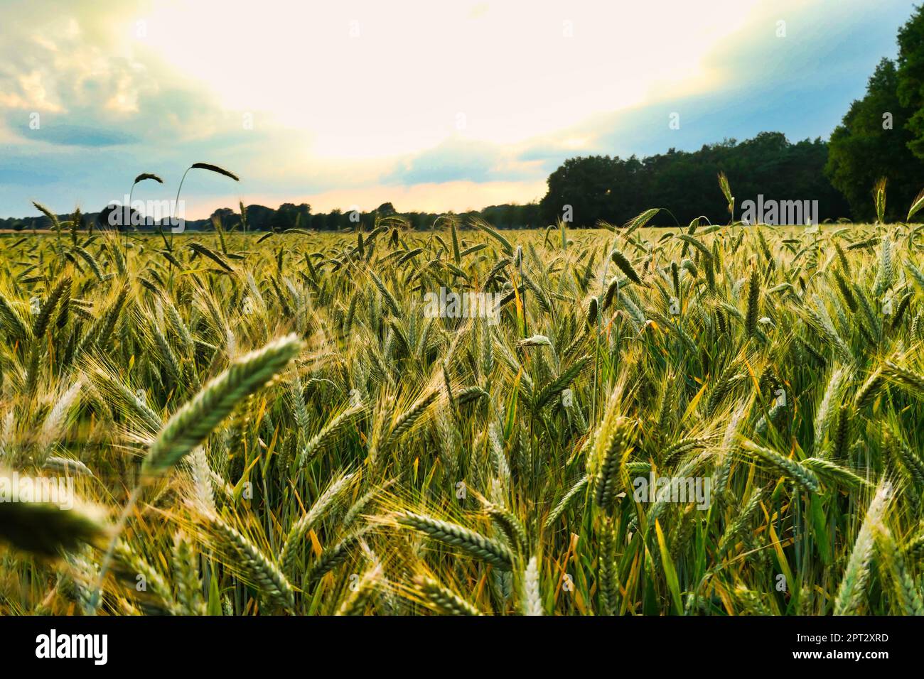 Rye bread germany hi-res stock photography and images - Alamy