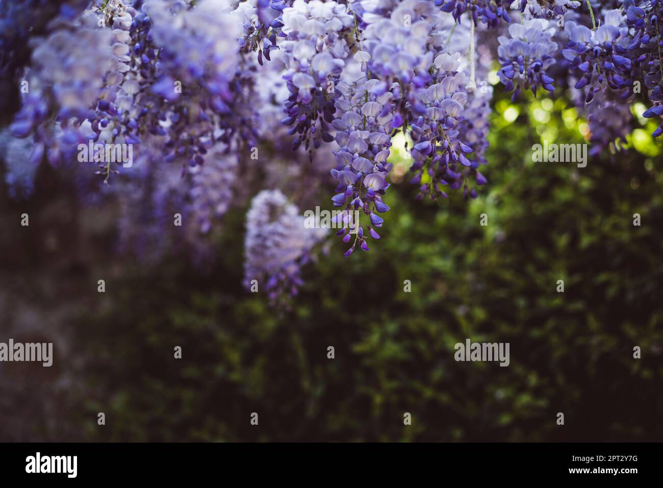 Color image of spring flowers Wisteria blooming Stock Photo - Alamy