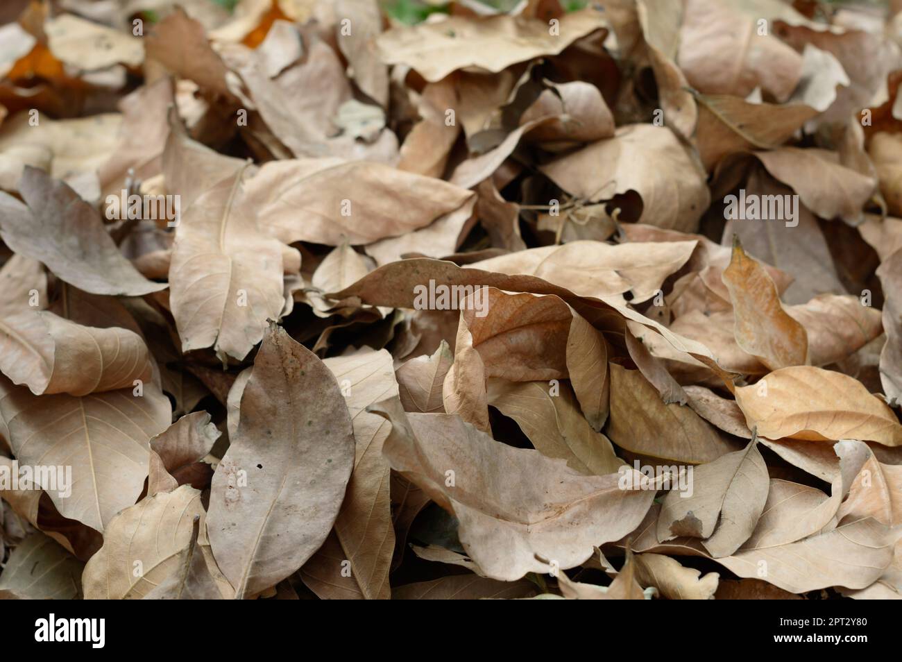 Dry waste leaves of Dead Dried plant natural background. Full Frame ...