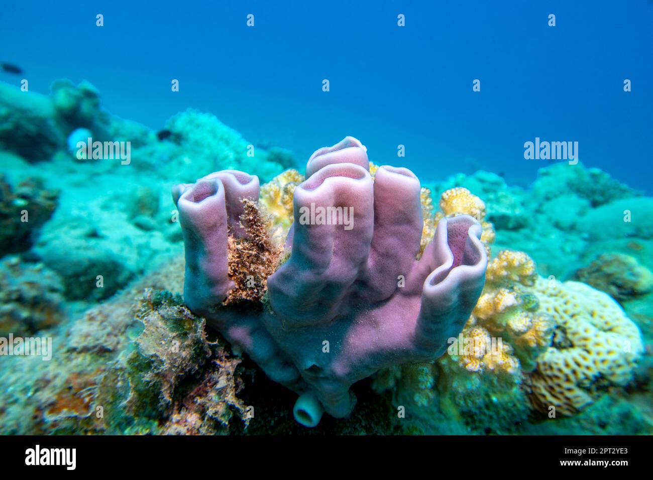 Colorful coral reef at the bottom of tropical sea, pink tube sea sponge ...