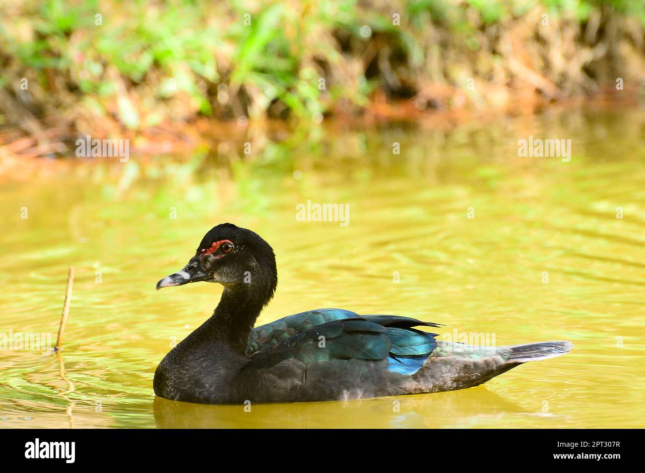 A duck floating on the Lambari Guanabara Lake, Lambari, Minas Gerais ...