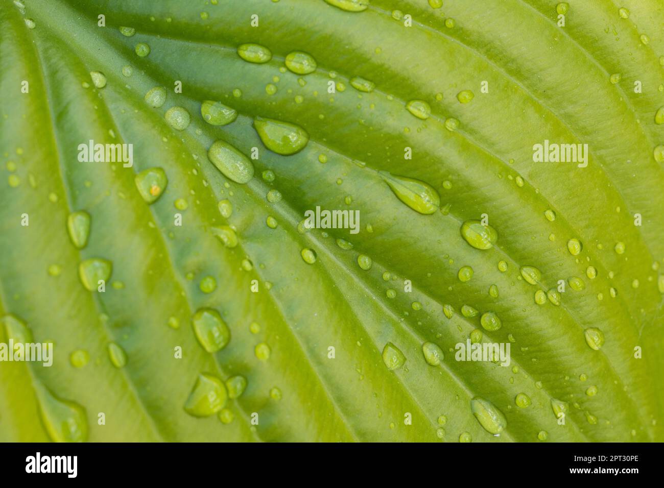 Close-up of huge bright green leaf of plantain lily funkia hosta covered with water rain dew ...