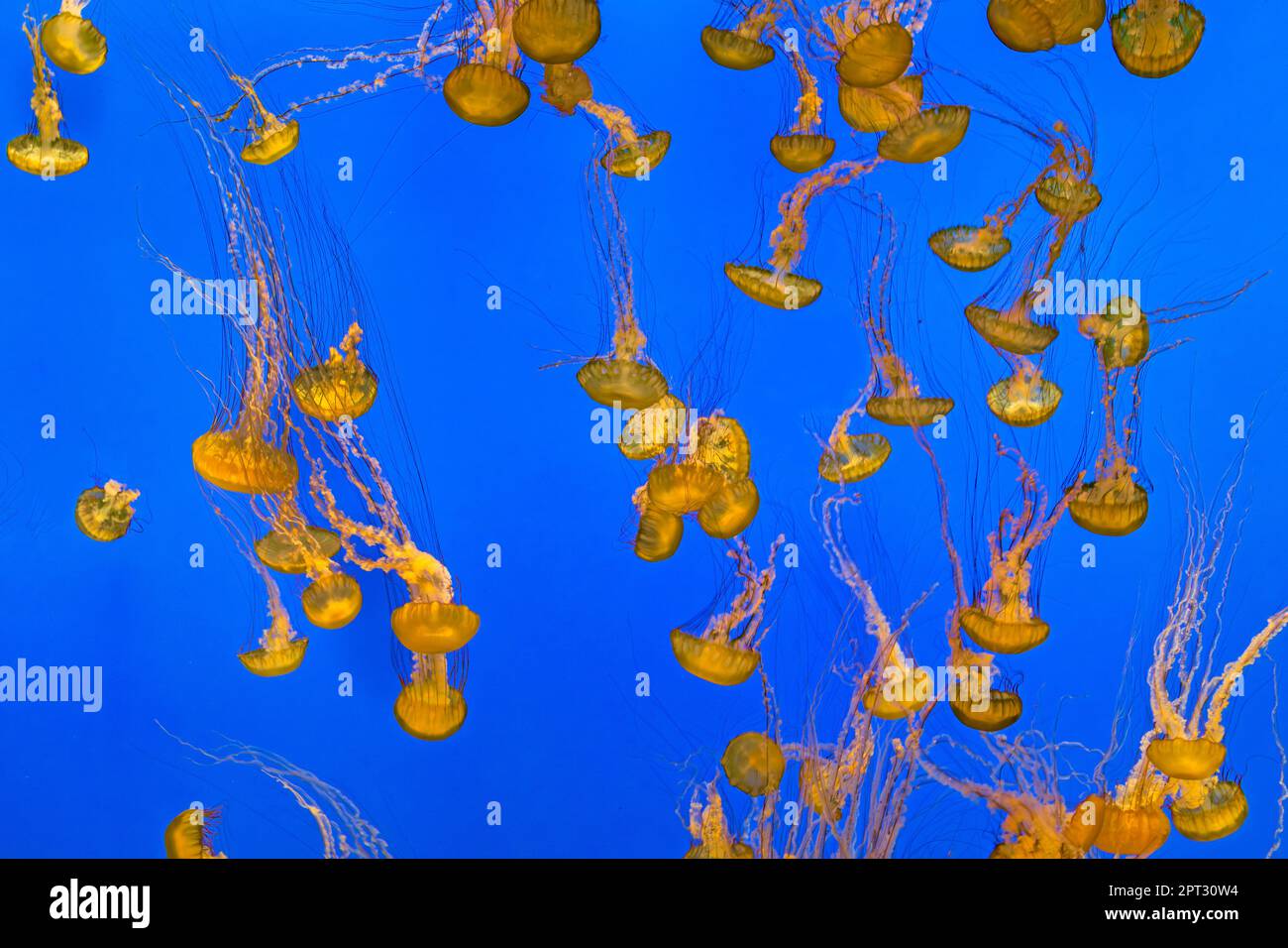 many jelly fishes swimming in the blue ocean Stock Photo - Alamy