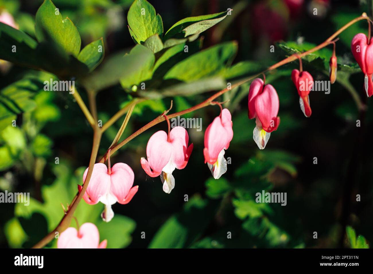 Close-up of blooming blossoming pink flowers of bleeding heart Dicentra ...