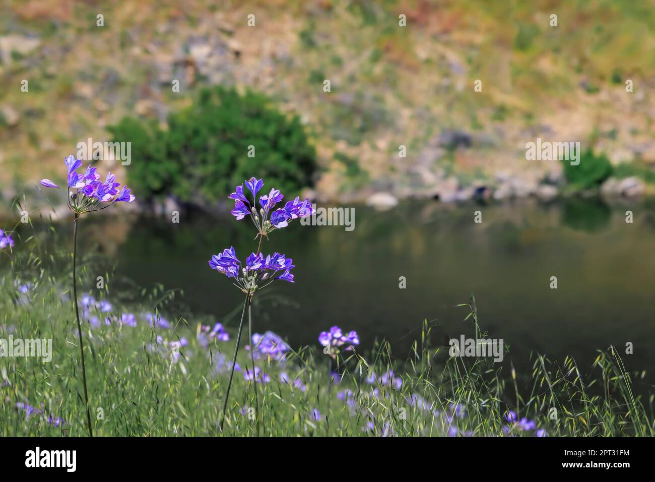 Superbloom in Central Valley California, wildflowers covering the ...