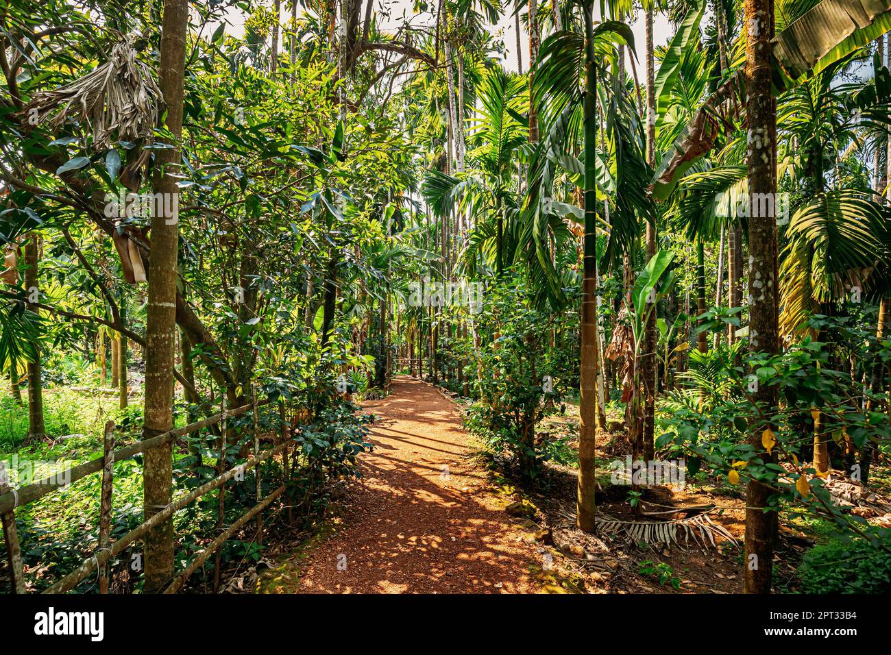 Goa, India. View Of Road Lane Path Way Surrounded By Tropical Green ...